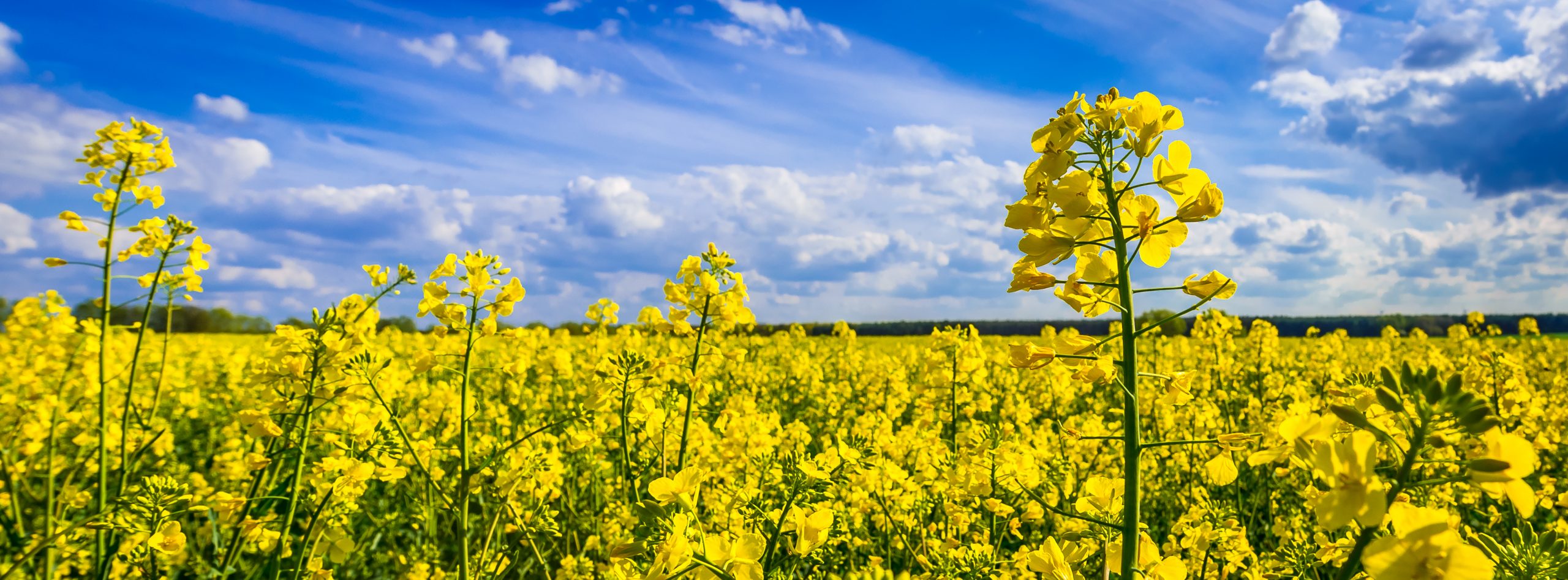 Crop protection and Weed Control - Glyphosate Renewal Group